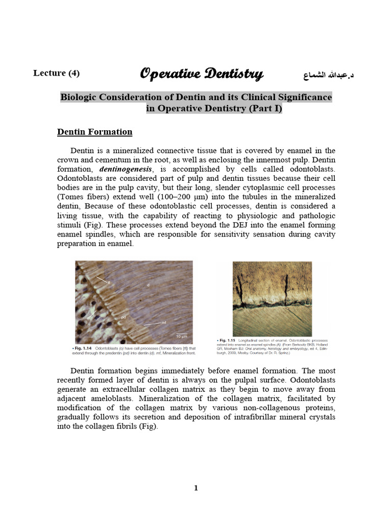 Dentin Formation and Clinical Significance | PDF | Dentin | Tooth Enamel
