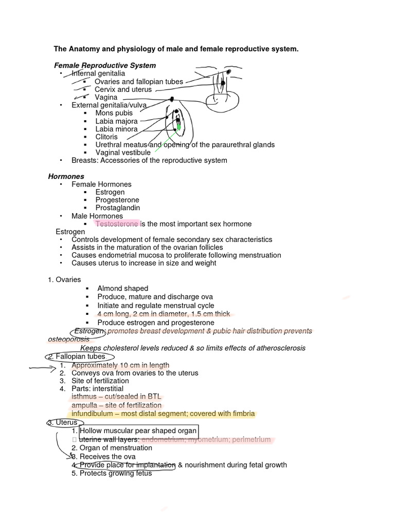 The Anatomy and physiology of male and female reproductive system ...