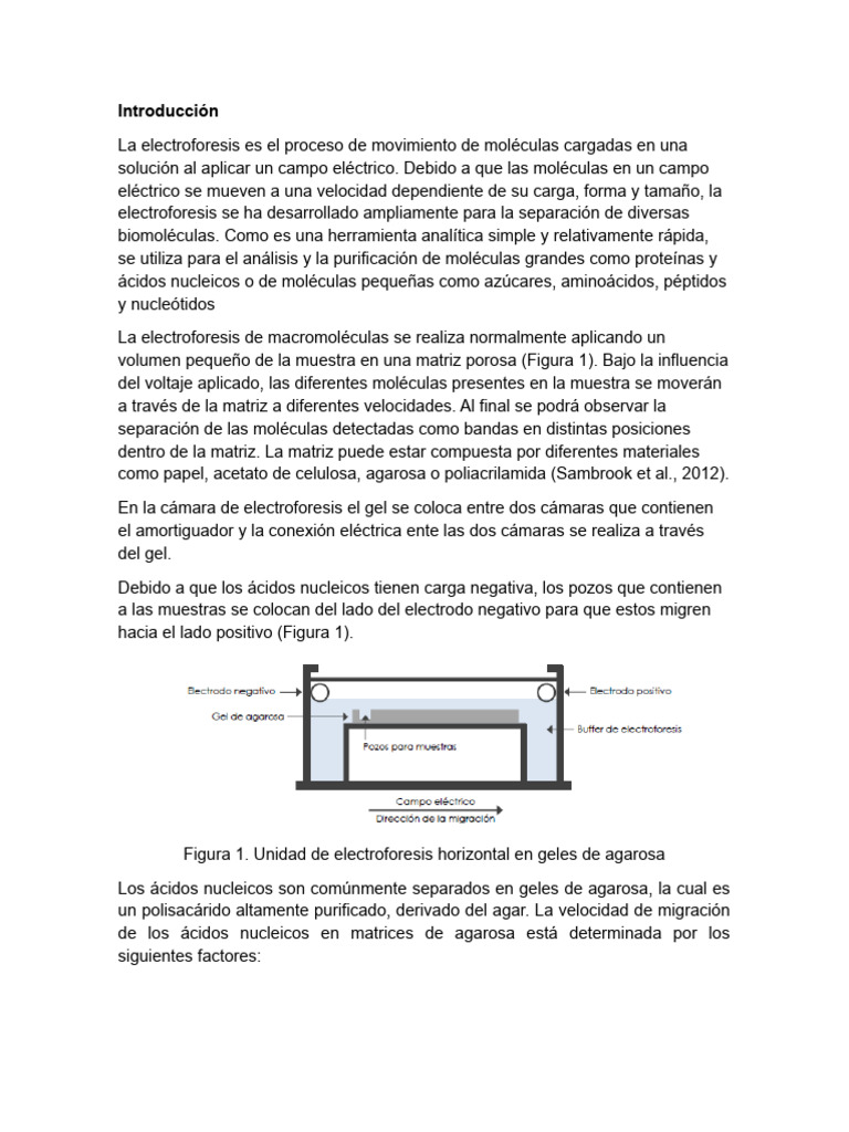 Interpretación electroforesis | Descargar gratis PDF | Electroforesis | Electroforesis en gel de ...