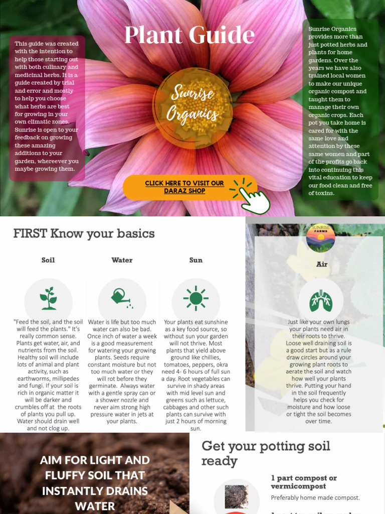 Sunrise Herb Guide - Compressed | PDF | Mentha | Celery