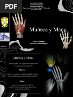 Anatomía de las Falanges de la Mano | PDF | Mano | Articulación