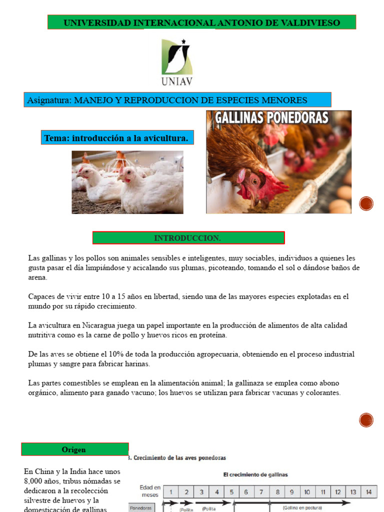 Avi Cultura | PDF | Pollo | Carne