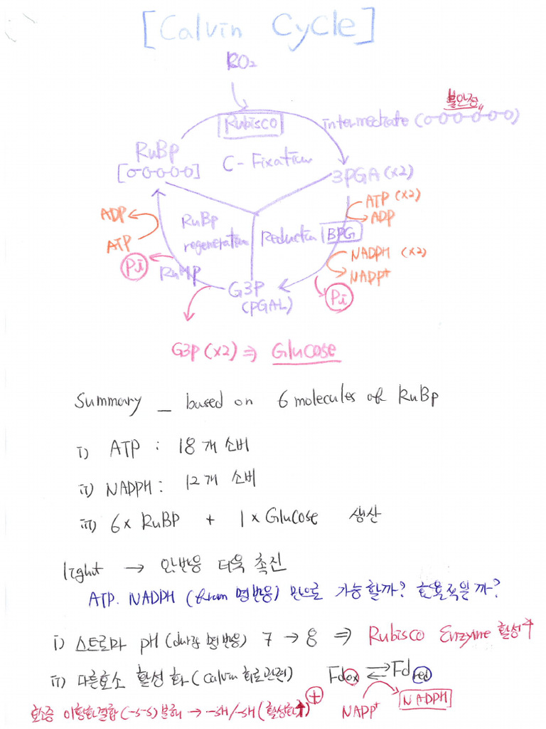 2 - Calvin Cycle - Summary | PDF