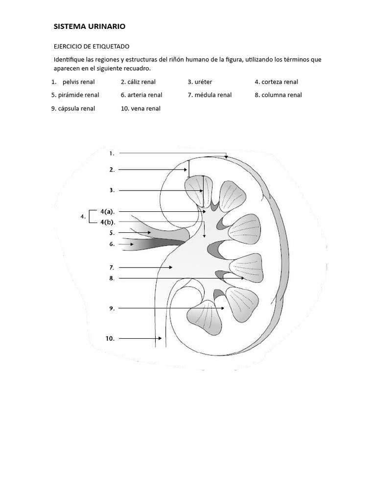 Sistema Urinario | PDF | Riñón | Sistema urinario