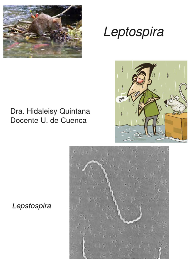 Leptospira y Leptospirosis: Características y Tratamiento | PDF ...