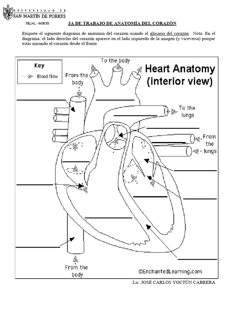 Hoja de Trabajo de Anatomía Del Corazón | PDF | Corazón | Ventrículo ...