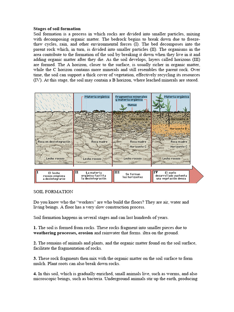 Stages of Soil Formation | PDF