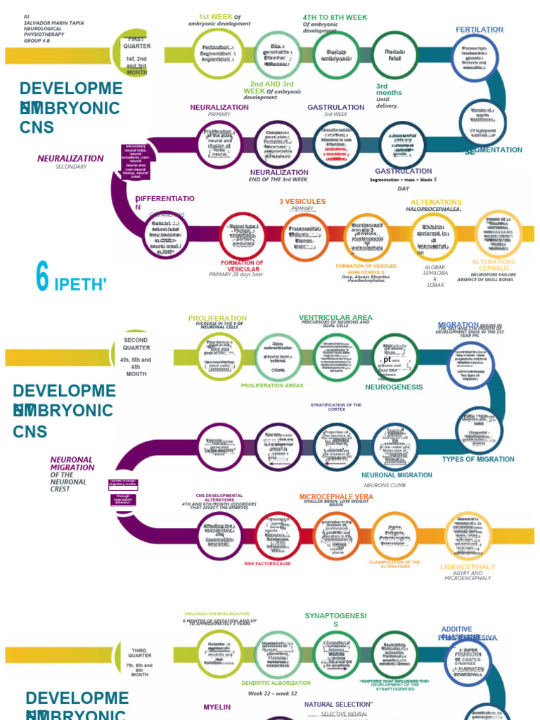 Embryonic Development Timeline | PDF | Embryo | Neuron