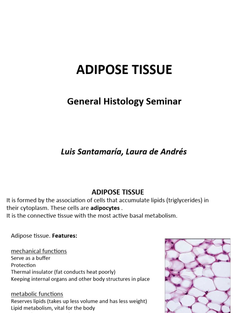 Adipose Tissue | PDF | Adipose Tissue | Adipocyte