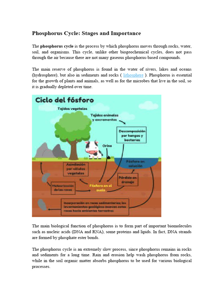 Phosphorus Cycle | PDF | Phosphorus | Soil