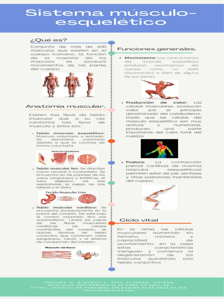 Sistema Músculo Esquelético 20240628 163309 0000 Pdf Músculo