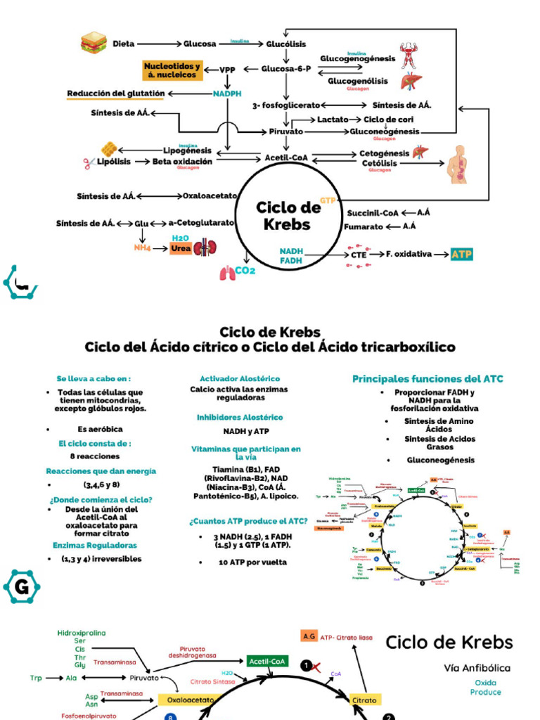 Ciclo de Krebs1 | PDF