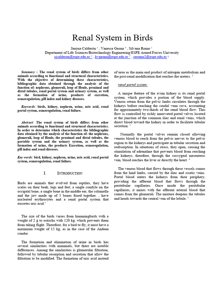 Bird Kidney System | PDF | Kidney | Urinary System