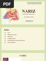 Anatomía y Fisiología de Nariz y Senos Paranasales | PDF | Nariz humana | Otorrinolaringología