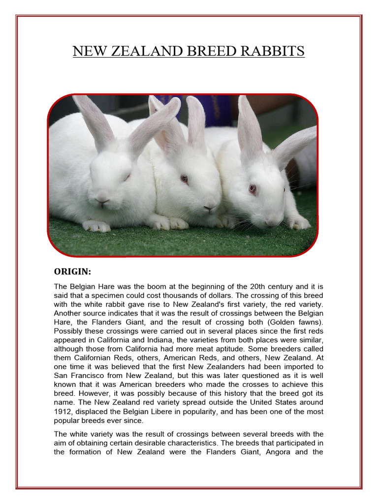 New Zealand Breed Rabbits | PDF | Pregnancy | Rabbit