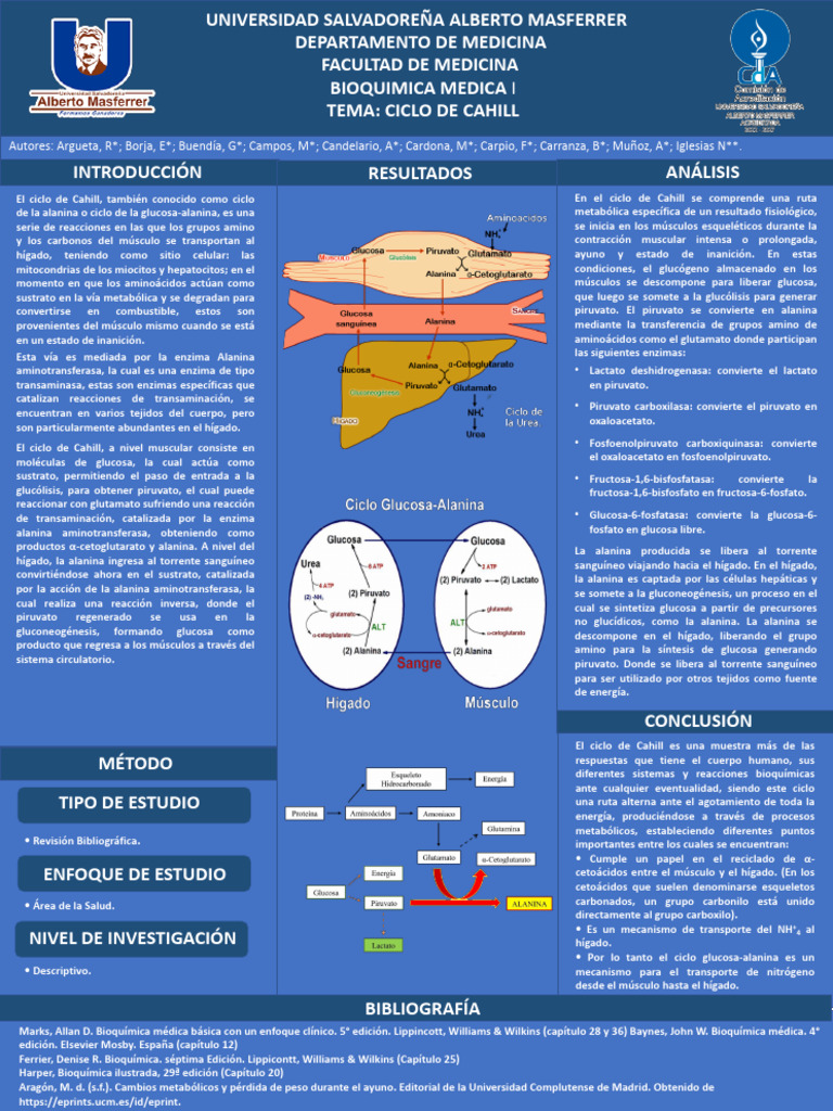 Poster Universitario "Ciclo de Cahill" | PDF | Transaminasa | Procesos ...