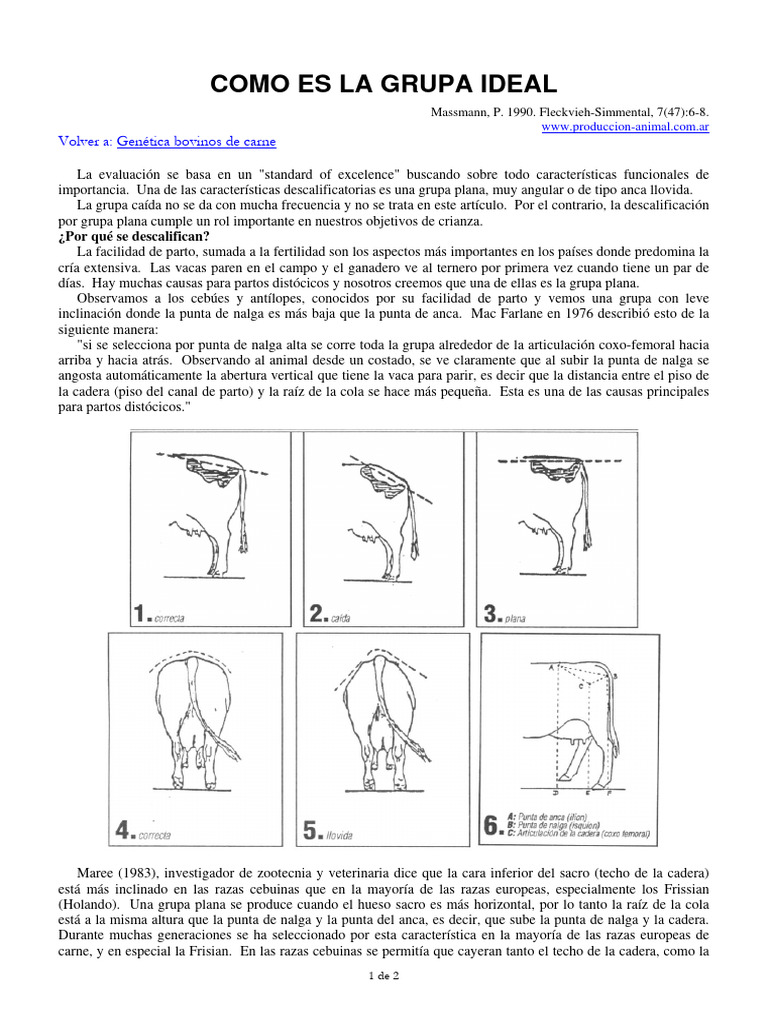 56-Como Es La Grupa Ideal-2-1 | PDF | Vacas