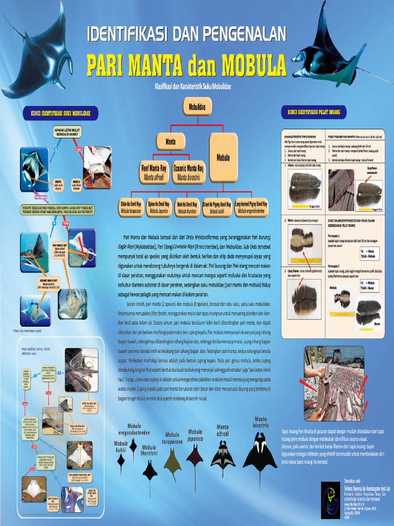 Poster Pari Manta | PDF