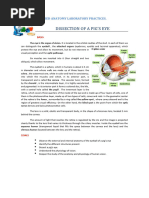 Sheep Eye Dissection Guide | PDF | Eye | Senses