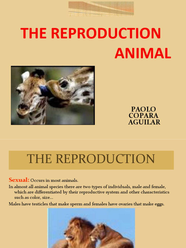 Animal Reproduction | PDF | Sexual Reproduction | Egg