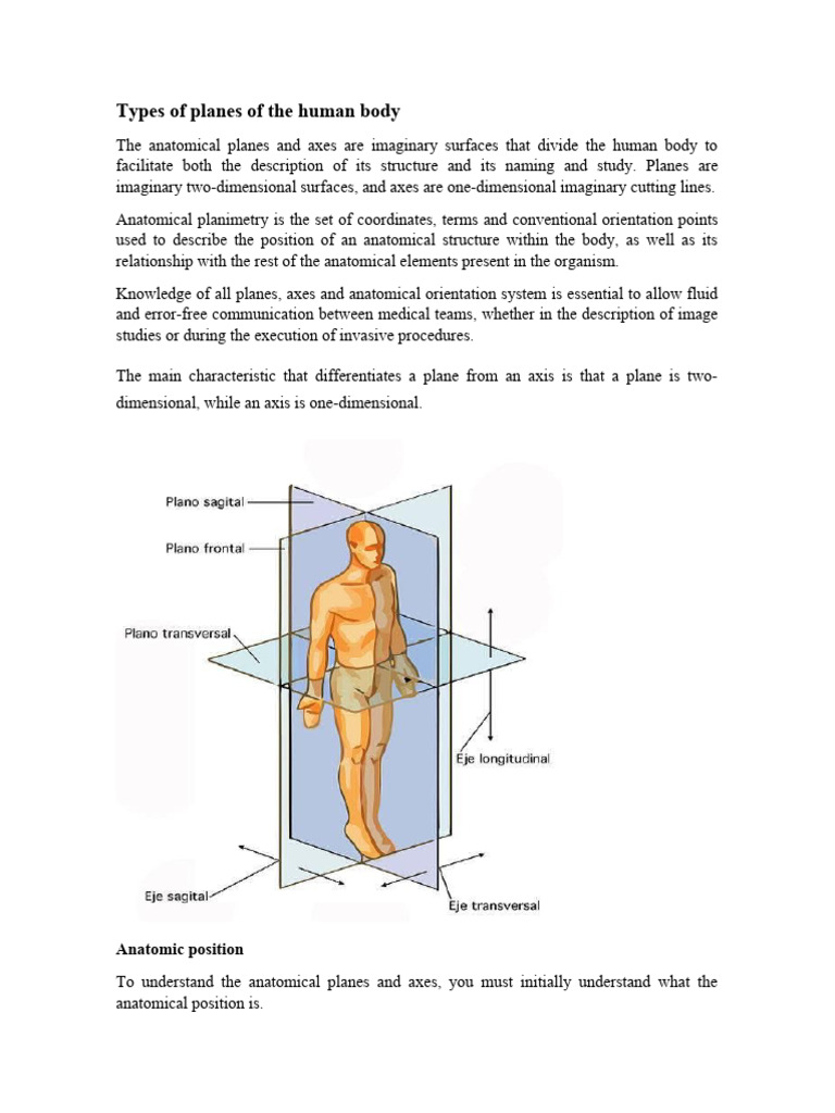 Human Body Plans | PDF | Anatomical Terms Of Location