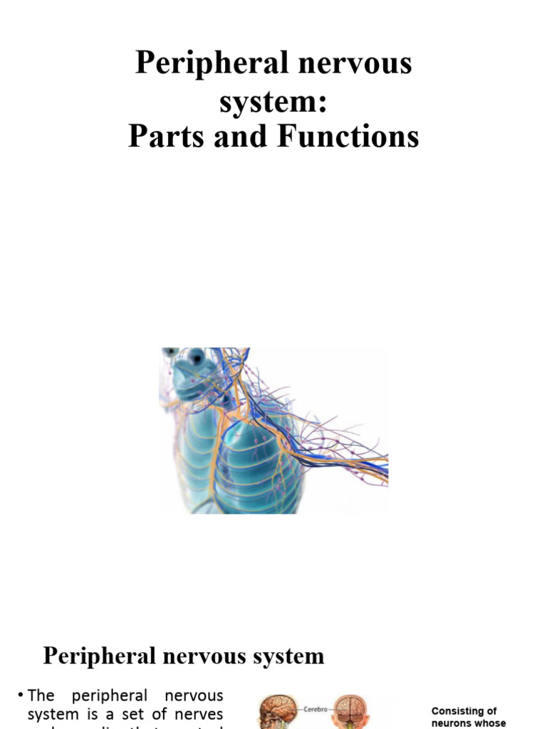 Peripheral Nervous System | PDF | Nerve | Autonomic Nervous System