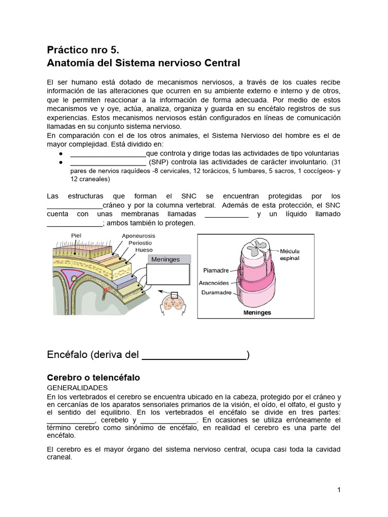Práctico+nro +5+Anatomía+del+SNC | PDF | Cerebro | Cerebelo