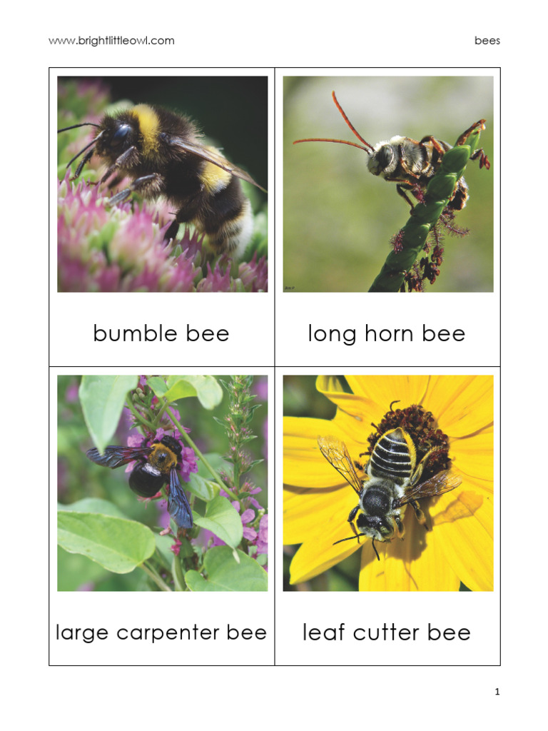 Bees - 3 Part Card | PDF | Bees | Apoidea