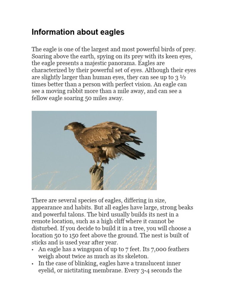 Eagle | PDF | Eagle | Bald Eagle