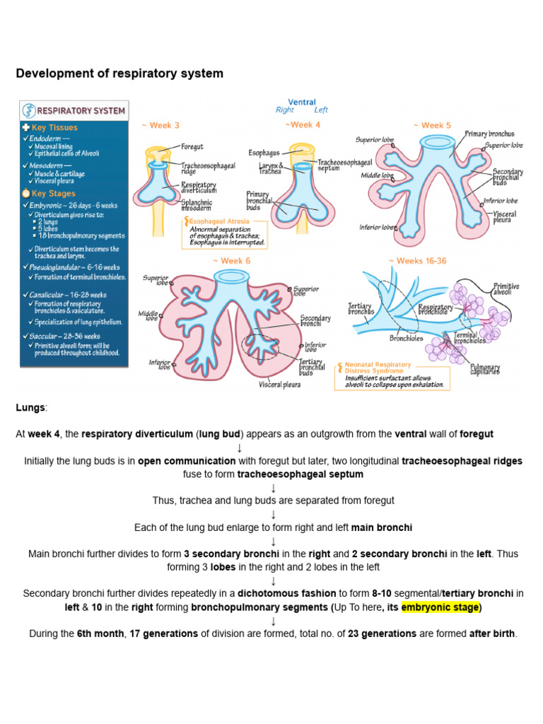 Respiratory Developmentbysushant2020gmc | PDF | Lung | Respiratory System