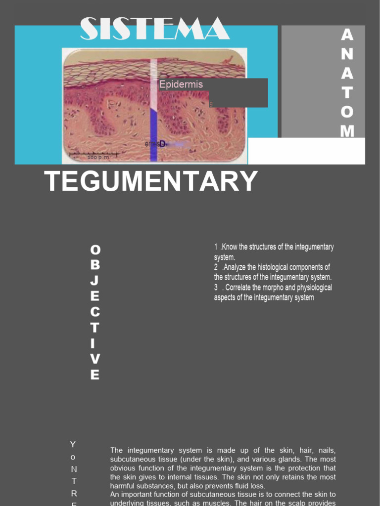 Integumentary System Slides | PDF | Skin | Integumentary System