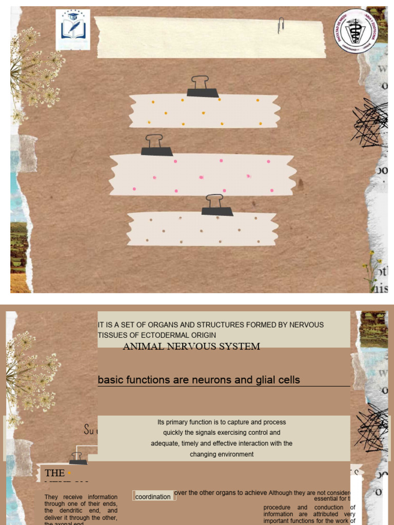 Animal Nervous System Conceptual Map | PDF | Nervous System | Central ...