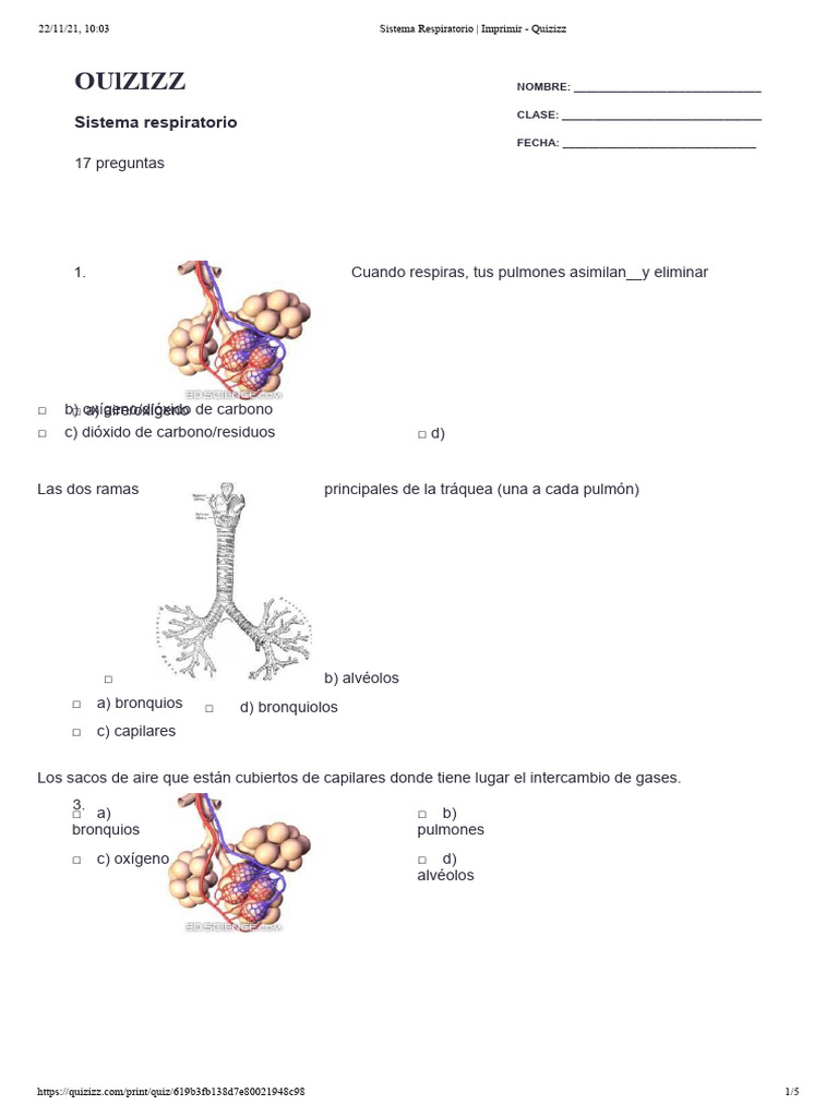 Quiz sobre el Sistema Respiratorio | PDF | Pulmón | Sistema respiratorio