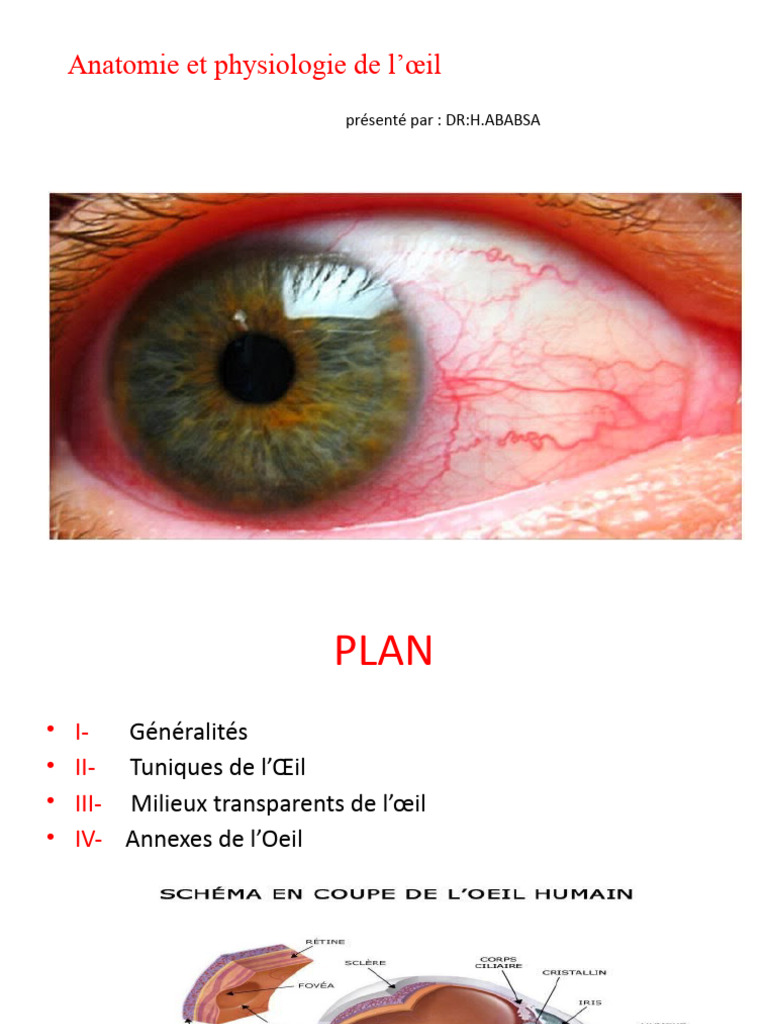 Anatomie Et Physiologie de L'œil | PDF | Œil humain | Cornée