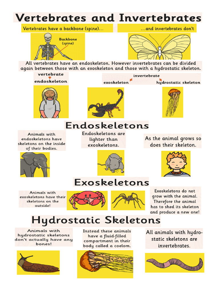 Vertebrates and Invertebrates Information Sheet | PDF