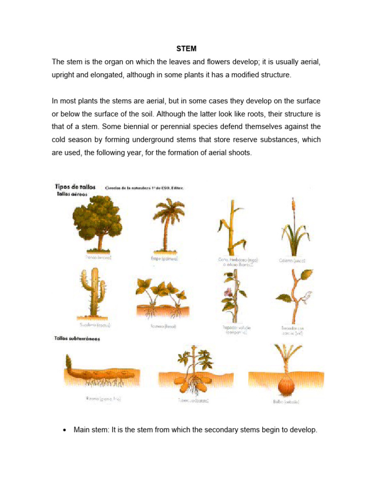 STEM | PDF | Plant Stem | Leaf