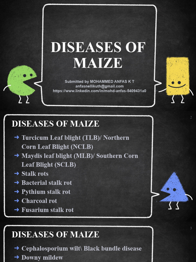 Diseases of Maize | PDF | Maize | Fungus