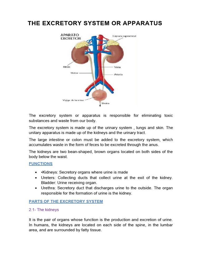 Excretory System | PDF | Urinary System | Kidney