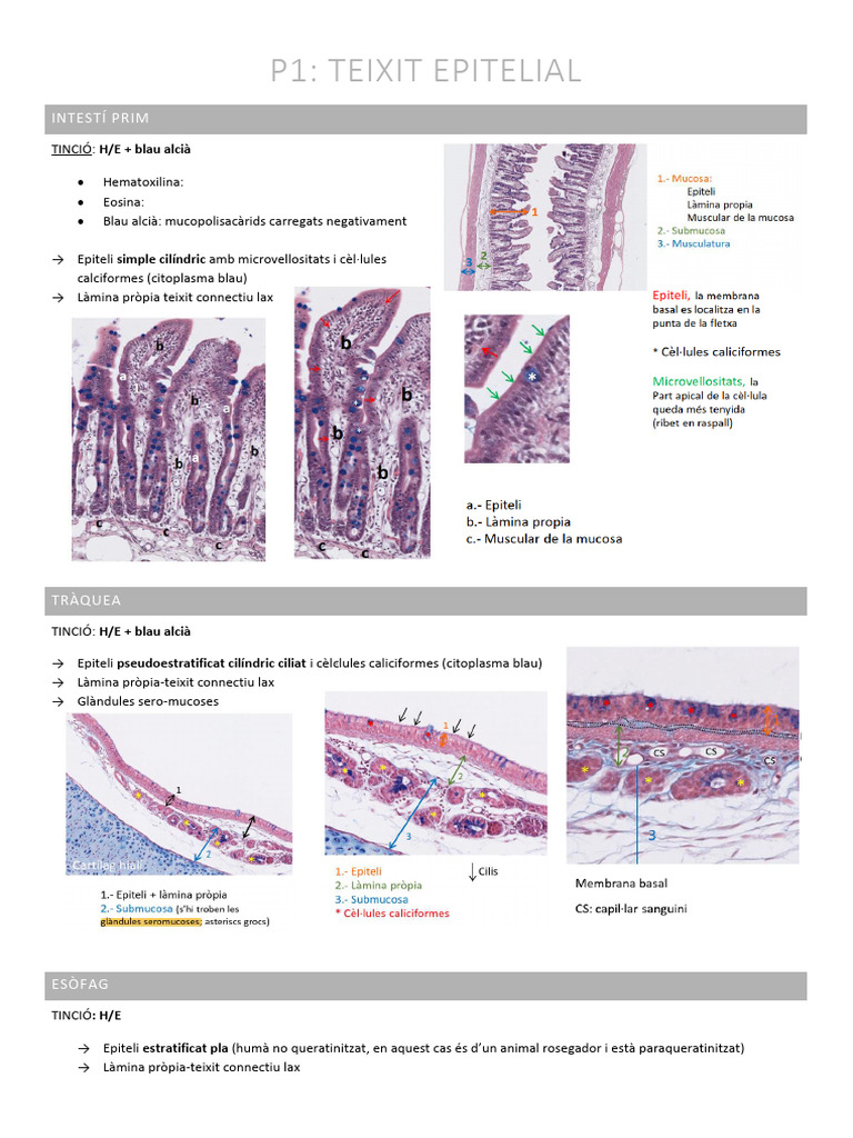 Practicas Histo | PDF