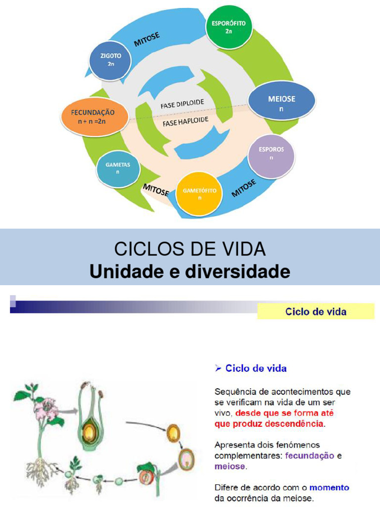 6 - Ciclos de Vida | PDF | Reprodução | Ploidia