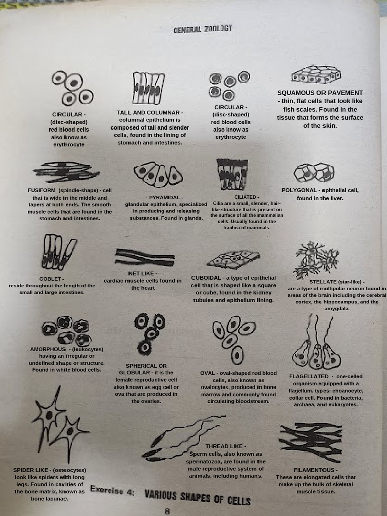 Types of Cell Shapes Explained | PDF | Epithelium | Anatomy