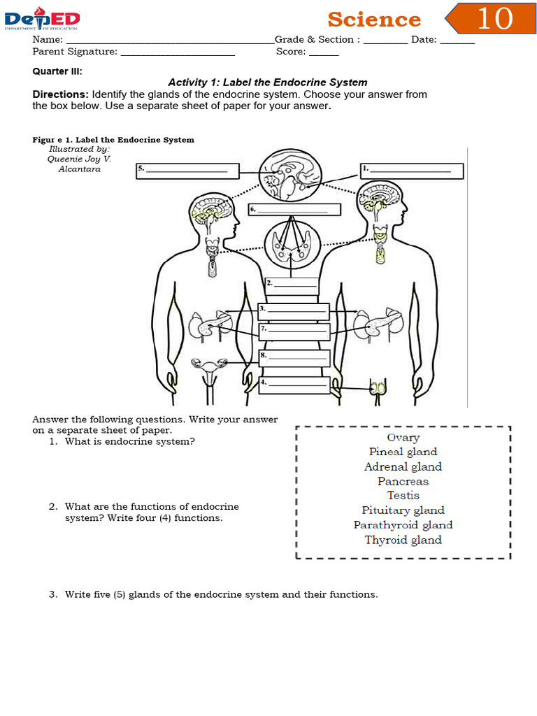 Science 10 q3 Activity | Download Free PDF | Endocrine System | Hormone ...