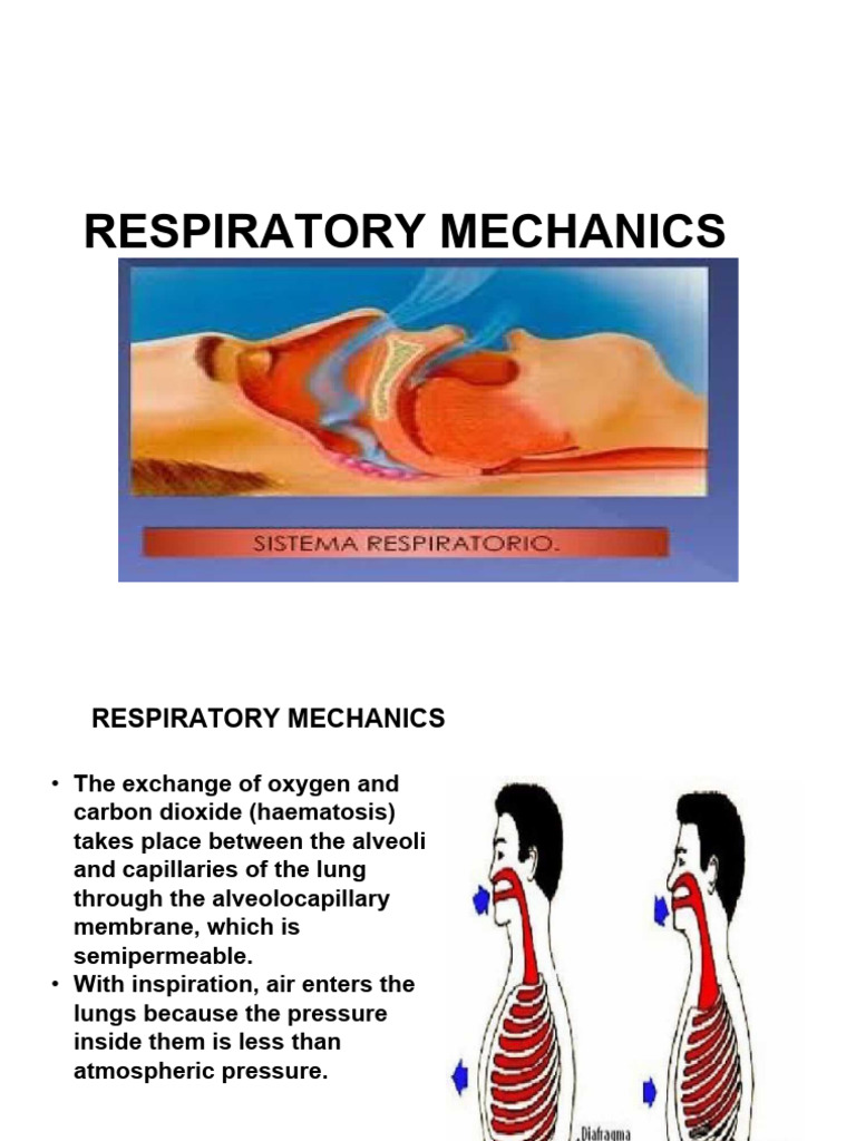 Respiratory Mechanics | PDF | Exhalation | Respiratory System