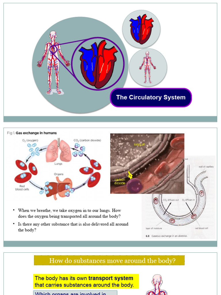 Understanding the Circulatory System | PDF | Heart | Atrium (Heart)