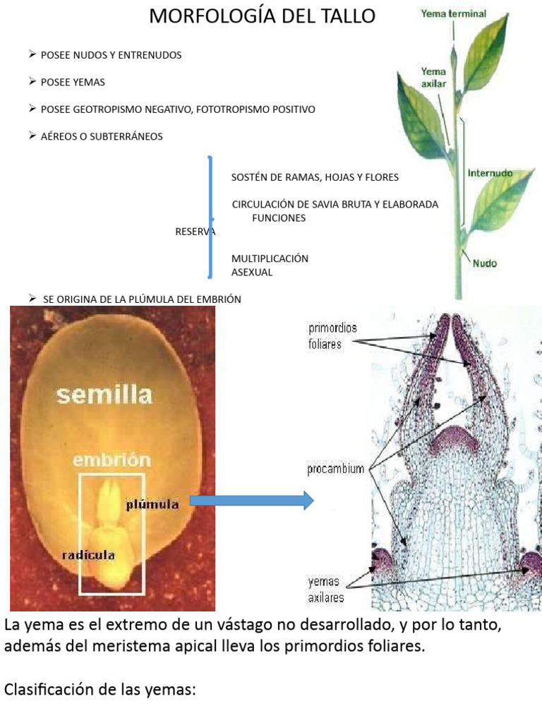 Morfología y Funciones del Tallo | PDF | Tallo de la planta | Ramas de ...
