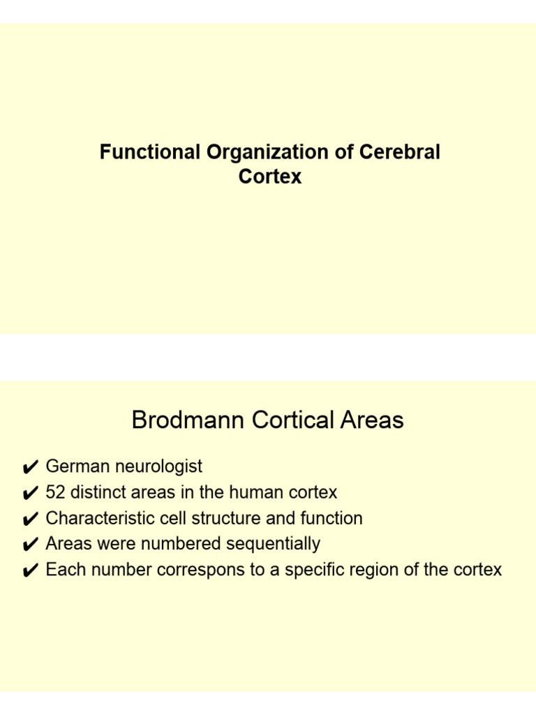 Functional Cortex | PDF | Cerebral Cortex | Parietal Lobe