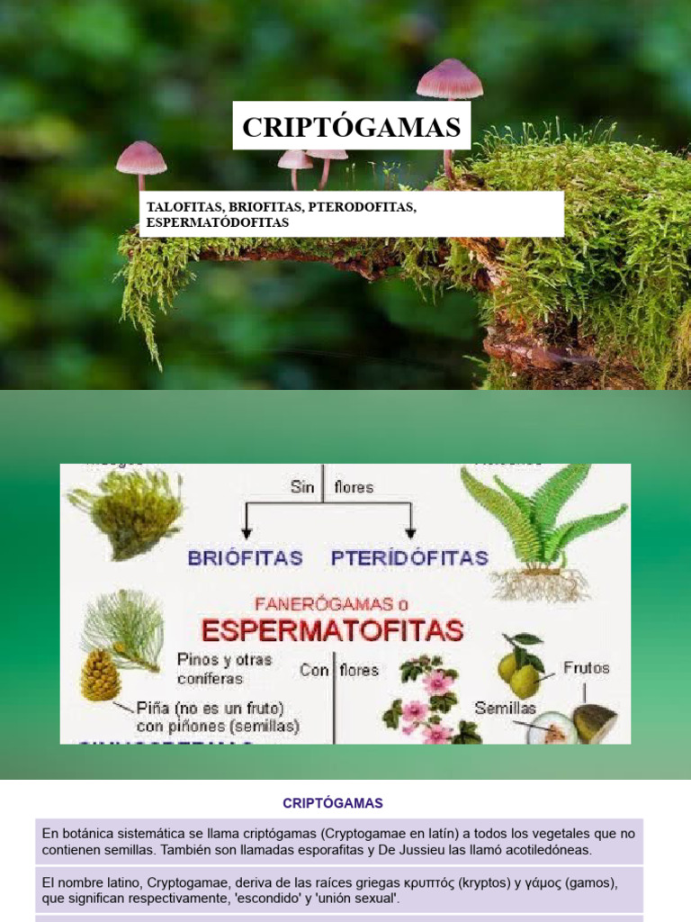Criptogramas - Talofitos, Briofitos, Pteridofitos | PDF | Plantas ...