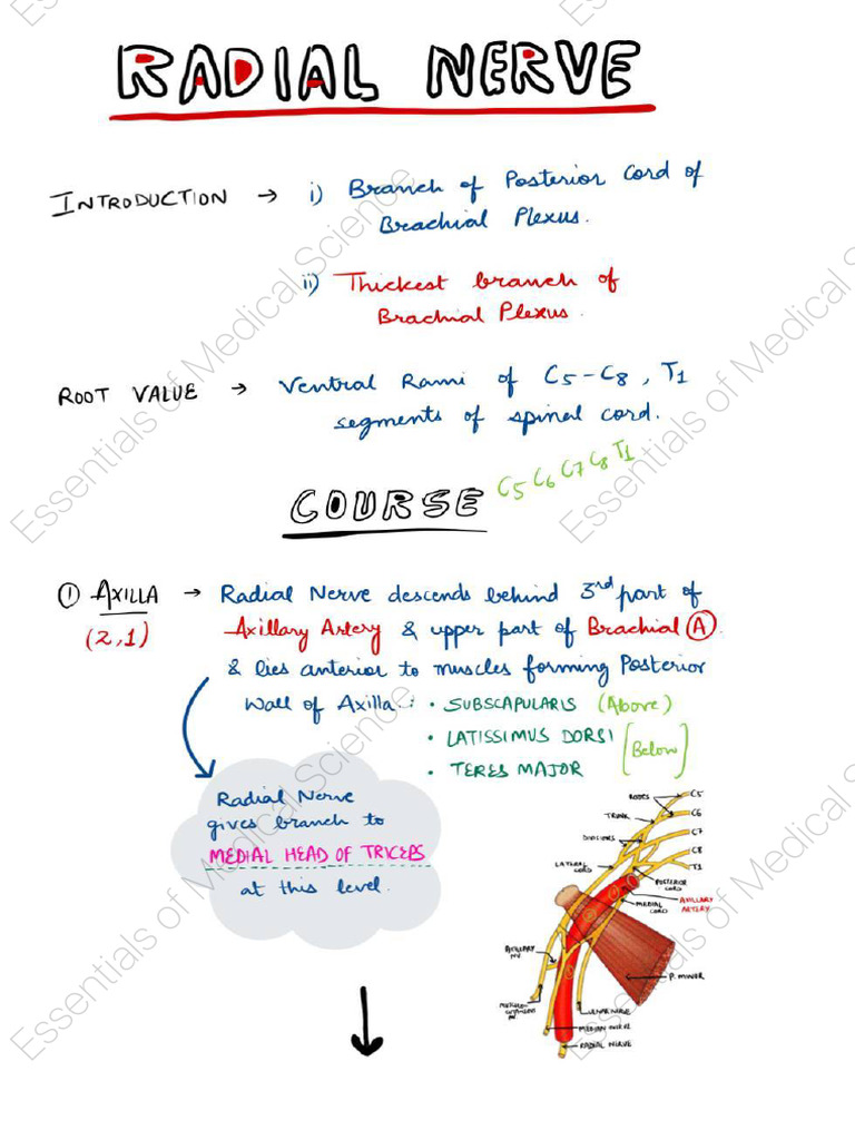 Radial Nerve Anatomy UPPER LIMB | PDF