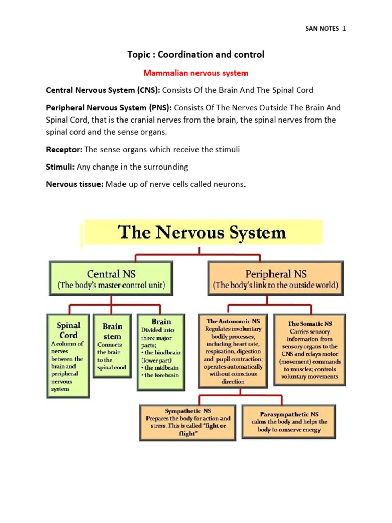 Coordination And Control Pdf Nervous System Senses
