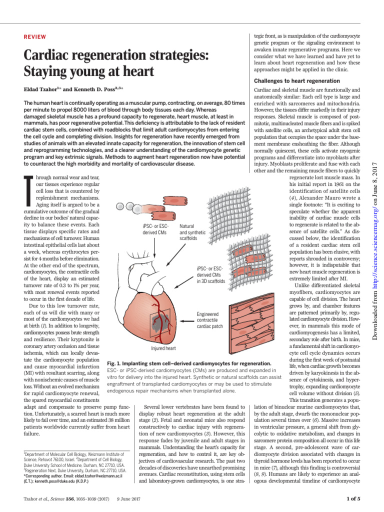 Cardiac Regeneration Strategies Staying Young At Heart Pdf Cardiac